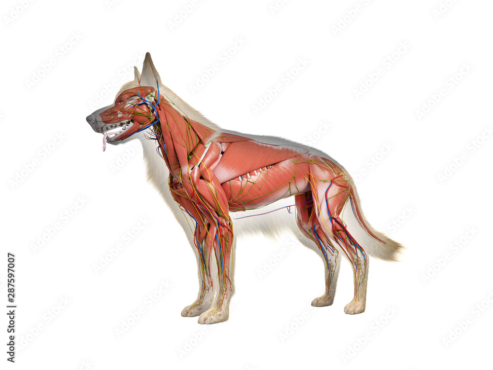 3d rendered anatomy illustration of the canine anatomy Stock ...