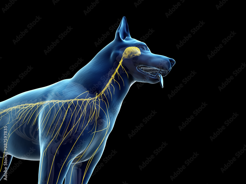 3d rendered anatomy illustration of the canine nervous system Stock ...