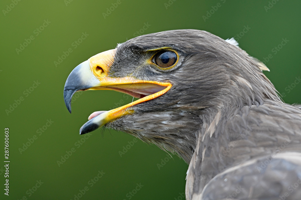 Steppenadler (Aquila nipalensis) - Steppe eagle Stock Photo | Adobe Stock