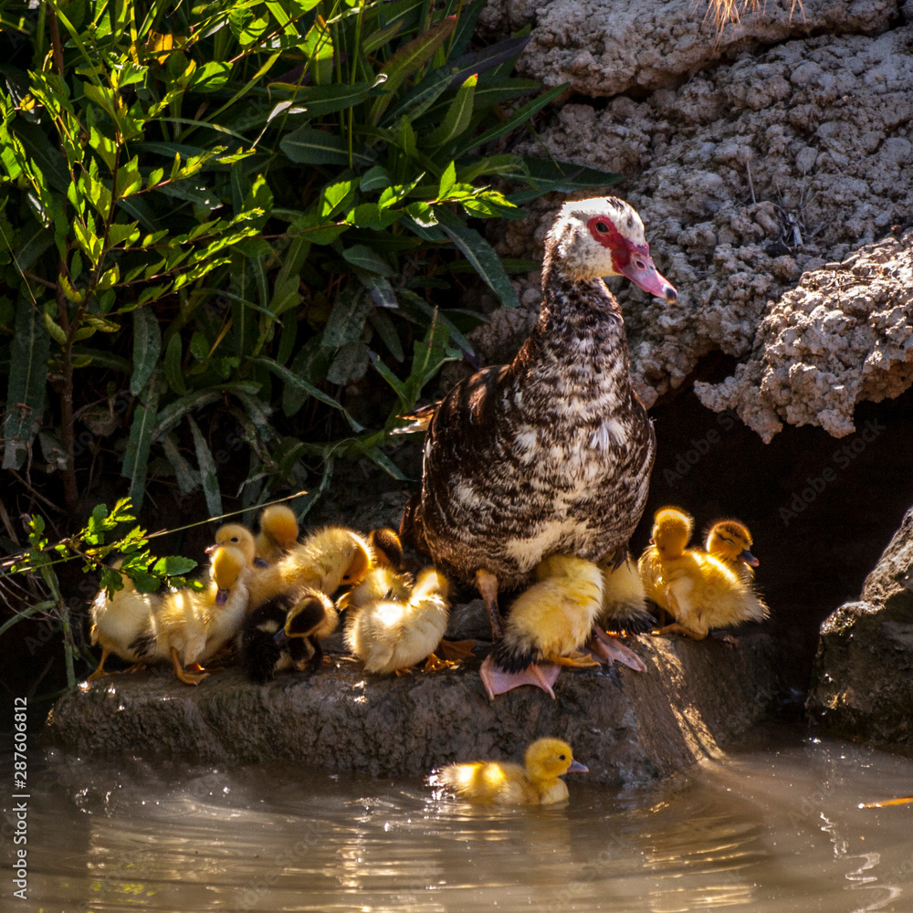 Foto de Patitos y mamá pato do Stock | Adobe Stock