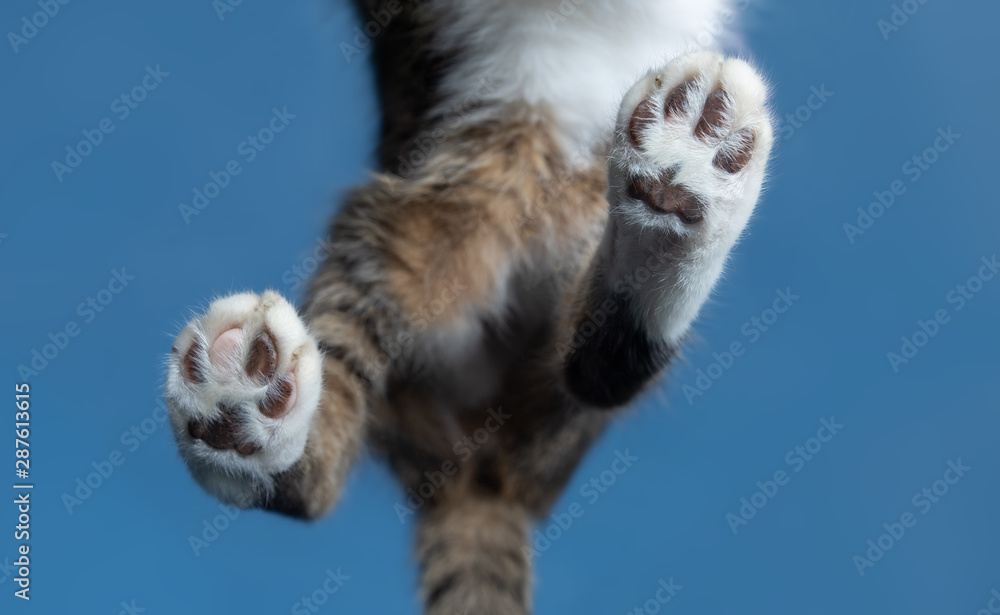 Cat Walking On Hind Legs