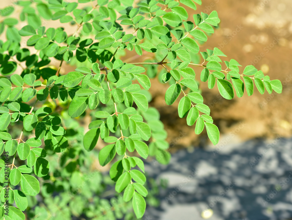 Moringa tree on the field Stock Photo | Adobe Stock