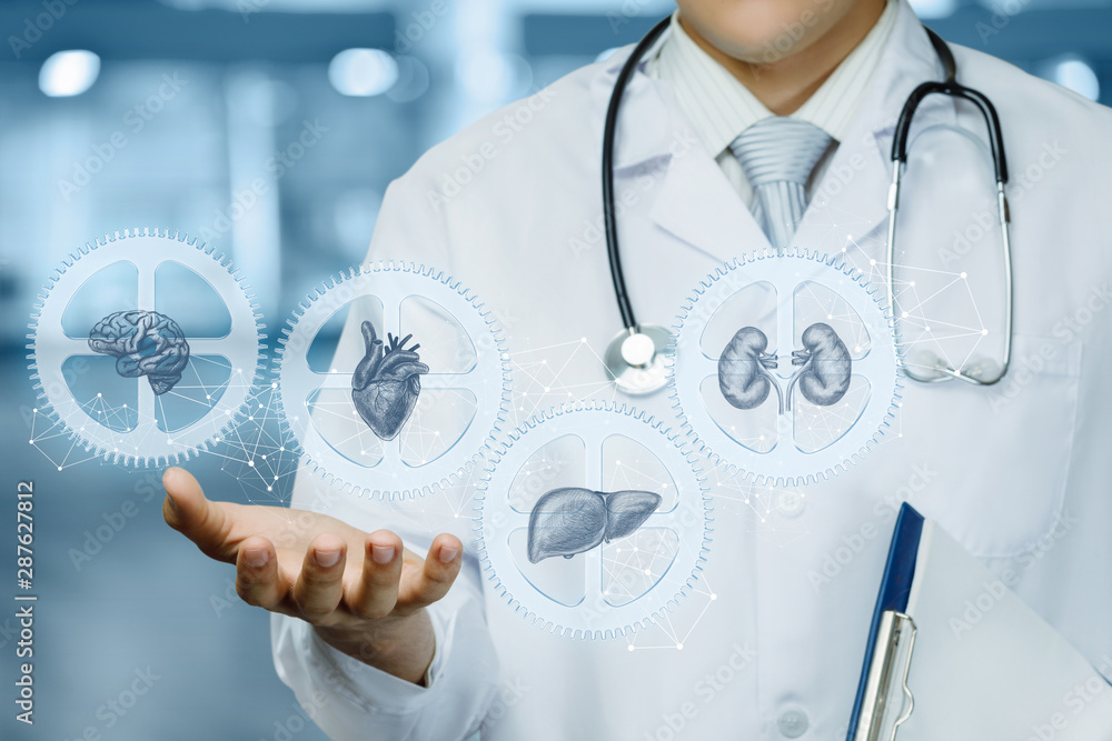 The doctor shows the mechanism of the internal organs . Stock Photo ...