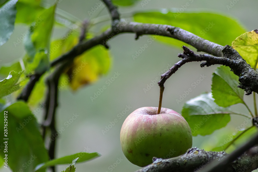 Foto de Grün-roter Apfel am Apfelbaum reift im Sonnenlicht für die ... Foto de Grün-roter Apfel am Apfelbaum reift im Sonnenlicht für die ...