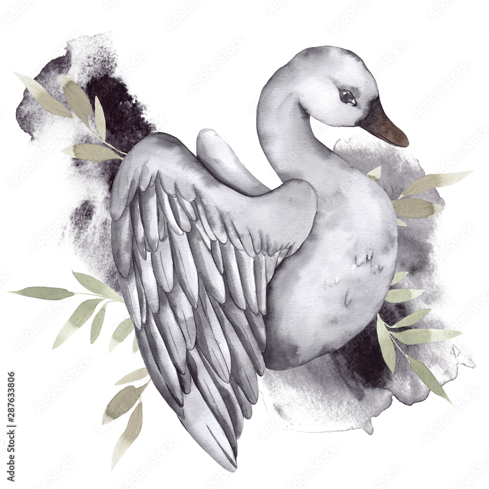 Watercolor illustration with pretty swan, hand draw mystery bird ...