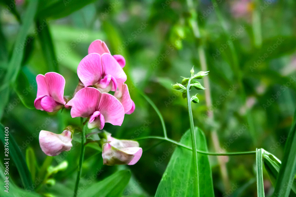 Lathyrus Sylvestris