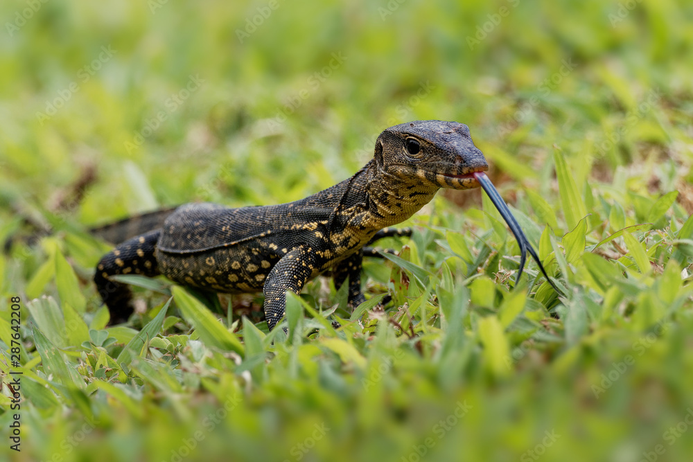 Asian water monitor - Varanus salvator also common water monitor, large ...