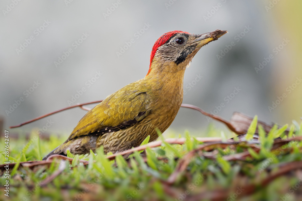 Laced Woodpecker - Picus vittatus species of bird in the family Picidae ...