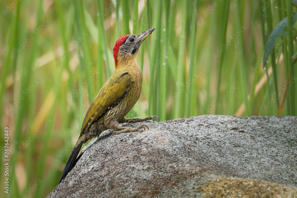 Laced Woodpecker - Picus vittatus species of bird in the family Picidae ...