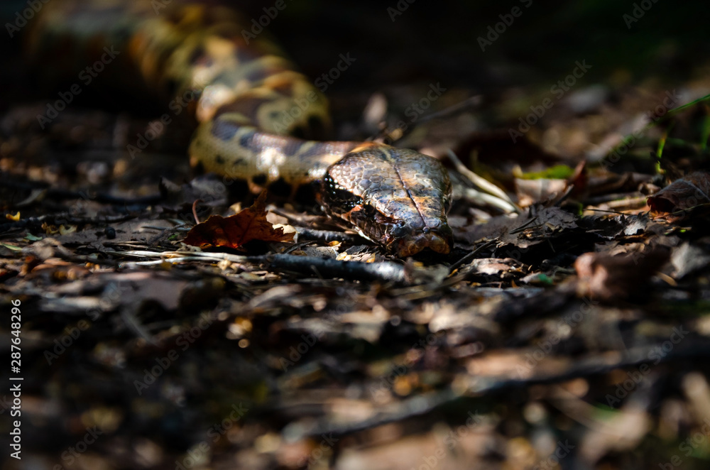 Sumatran short-tailed python ( Python curtus ) is creeping. The snake ...