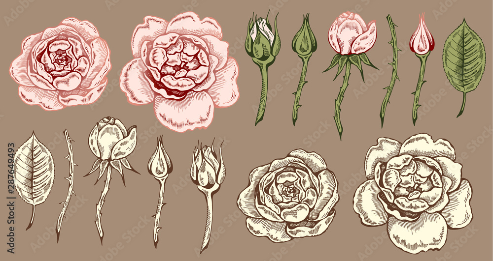 Vector illustration of sketch hand drawn set of vintage flowers ...