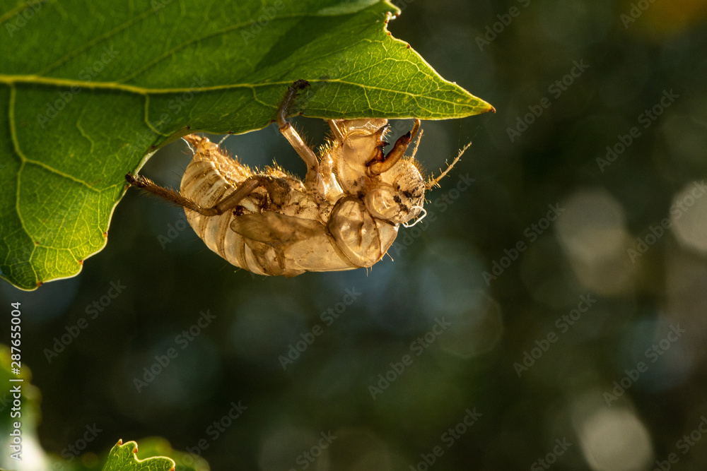 Beautiful bokeh is seen behind the exuviae (exoskeleton skin remains ...