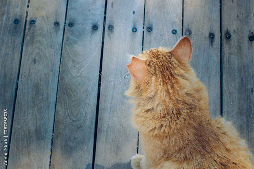 Foreshortening Animals