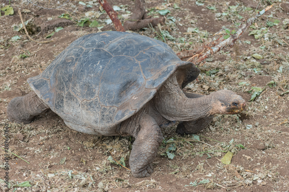 Charles Darwin Research Station Tortoises Stock Photo | Adobe Stock