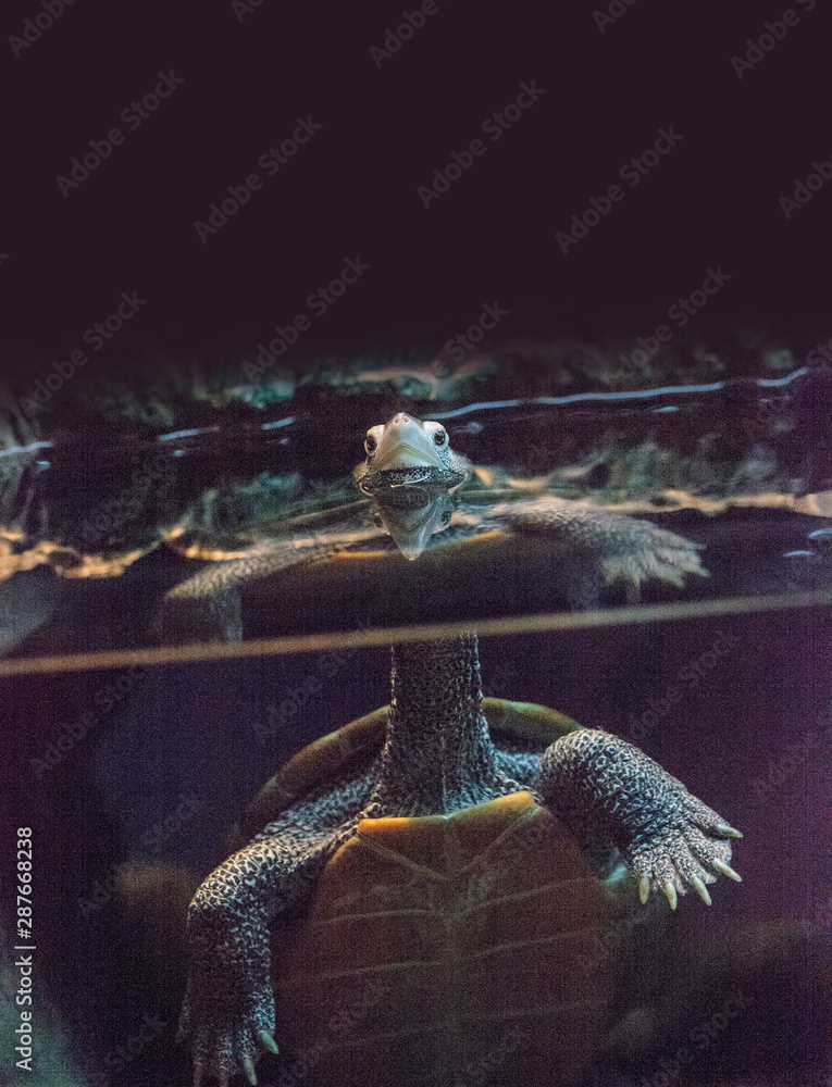 Diamondback terrapin Malaclemys terrapin turtle with a long neck Stock ...