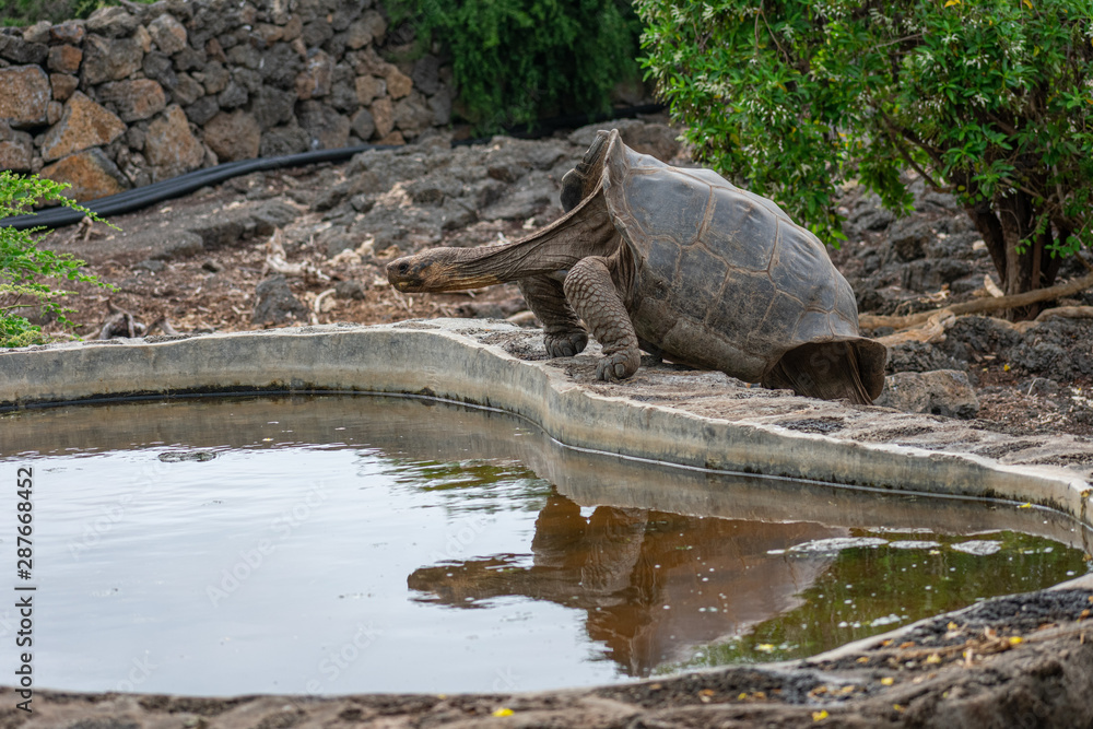 Charles Darwin Research Station Tortoises Stock Photo | Adobe Stock
