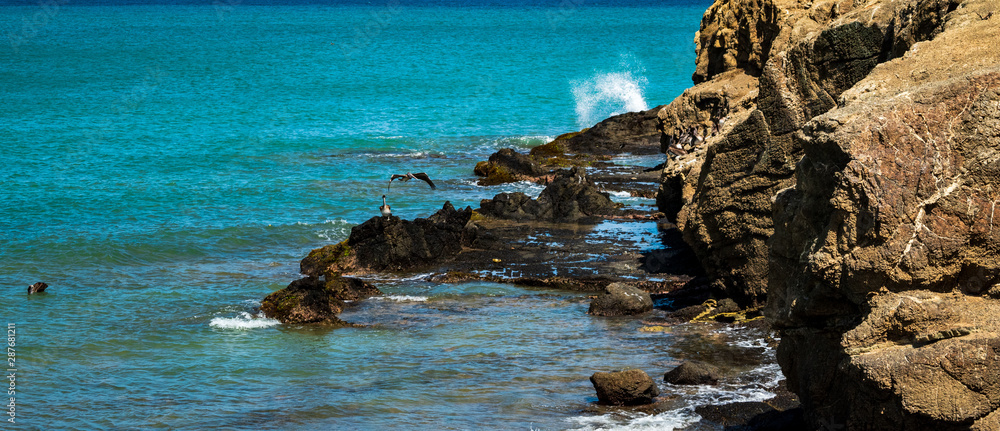 Pelícanos sobre las costas rocosas en Pilón de Azúcar, La Guajira ...