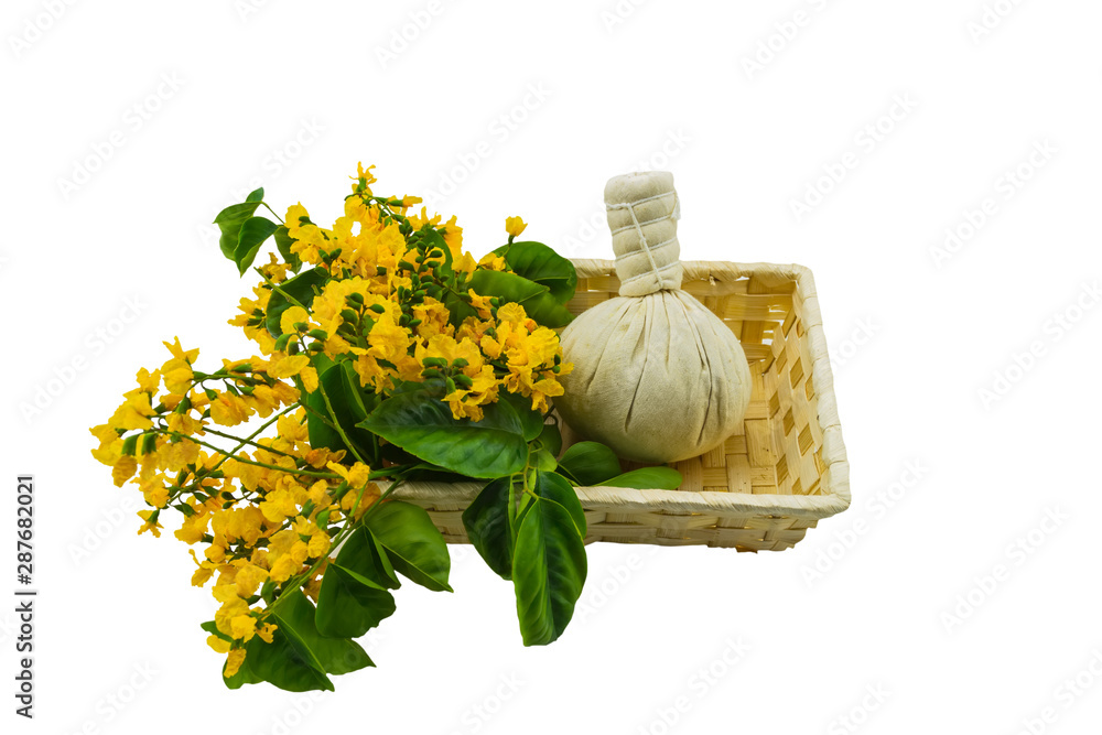 Closed up yellow flower of Burmese Rosewood or Pterocarpus indicus ...