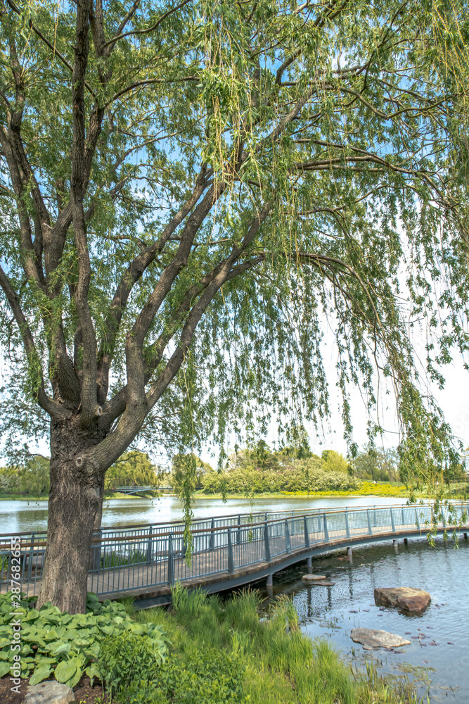 Beautiful Weeping Willow