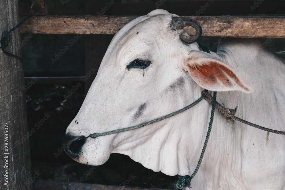 Ongole Crossbred cattle or Javanese Cow or White Caow or sapi peranakan ...