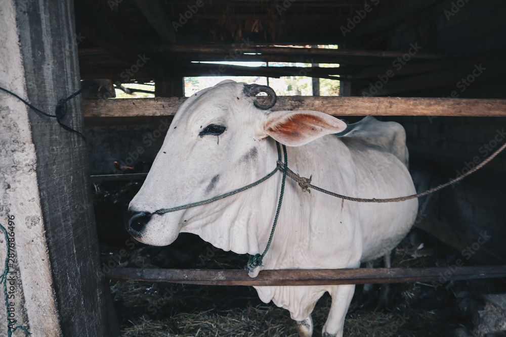 Ongole Crossbred cattle or Javanese Cow or White Caow or sapi peranakan ...
