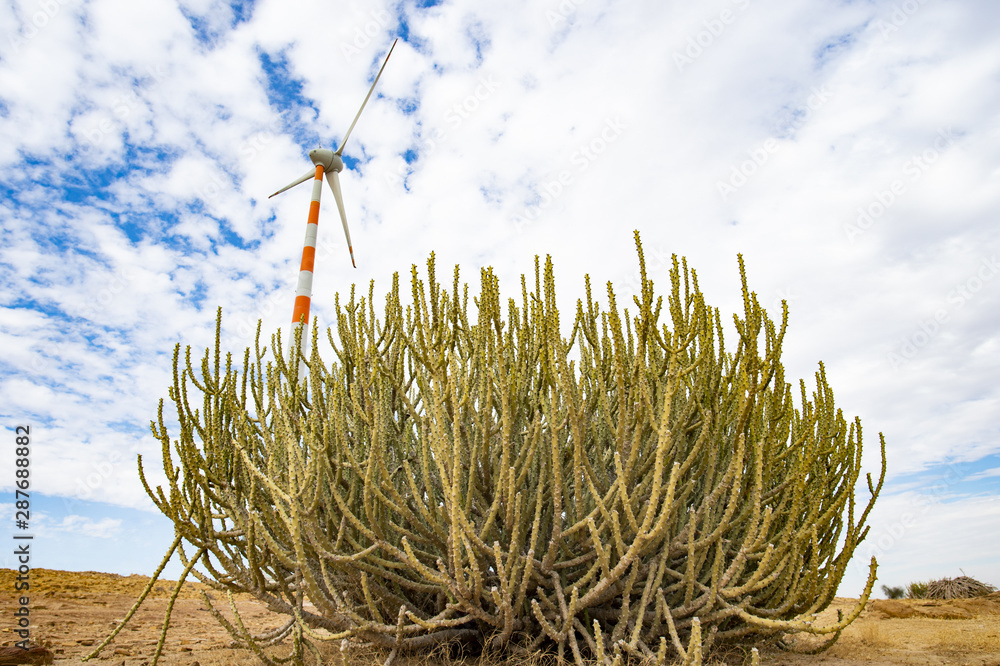 Thar Desert Plants