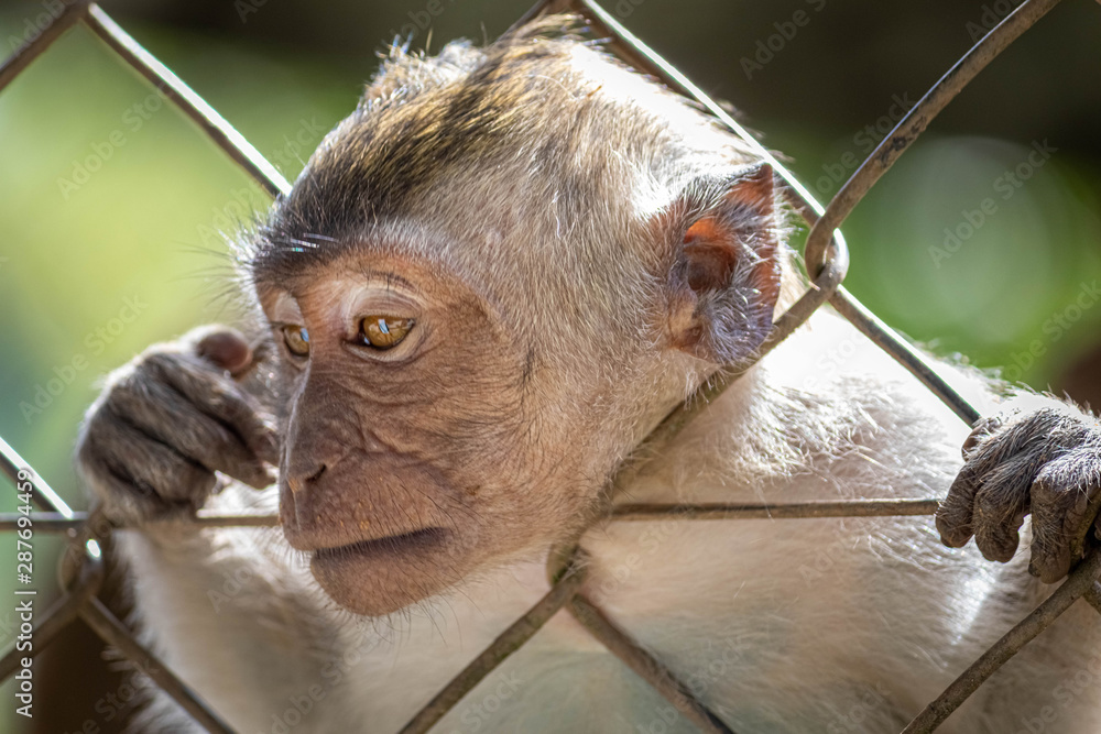 Sad Monkey In Zoo