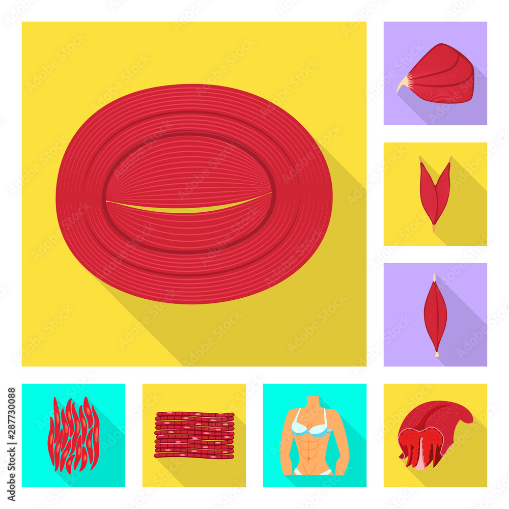 Vector illustration of muscle and cells symbol. Set of muscle and ...