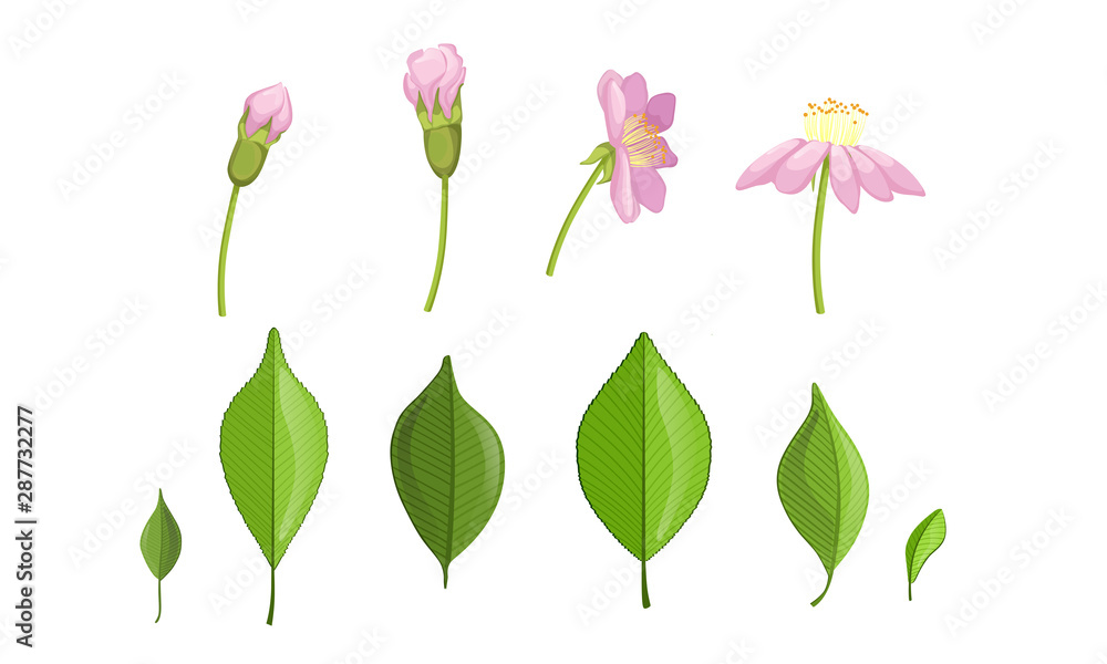Garden Flower and Leaf Growth Stages, Pink Flower Flourish Process ...