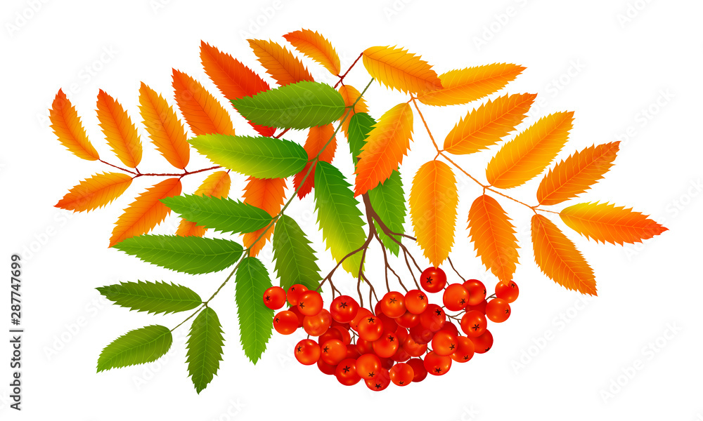 Bunch of red ripe rowan berries with green and orange autumn leaves ...