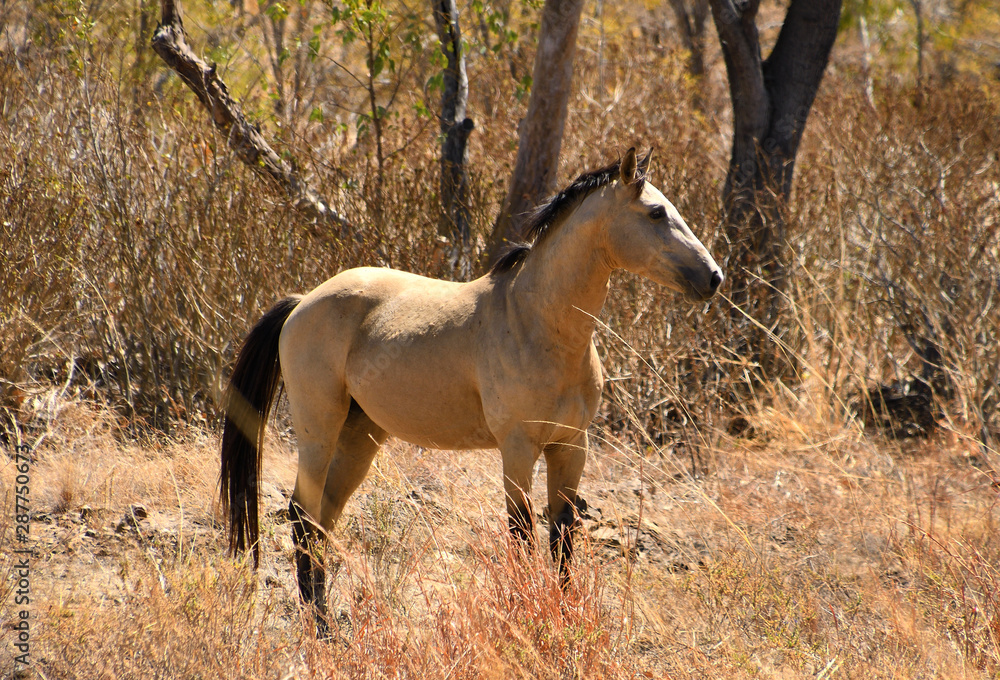 Wild male horse, a stallion stands proud in bushland forest of outback ...