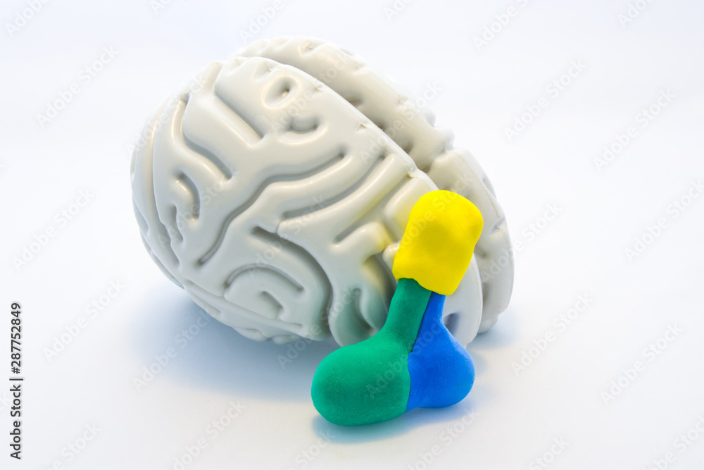 Brain and hypothalamus with pituitary gland. Educational concept images ...