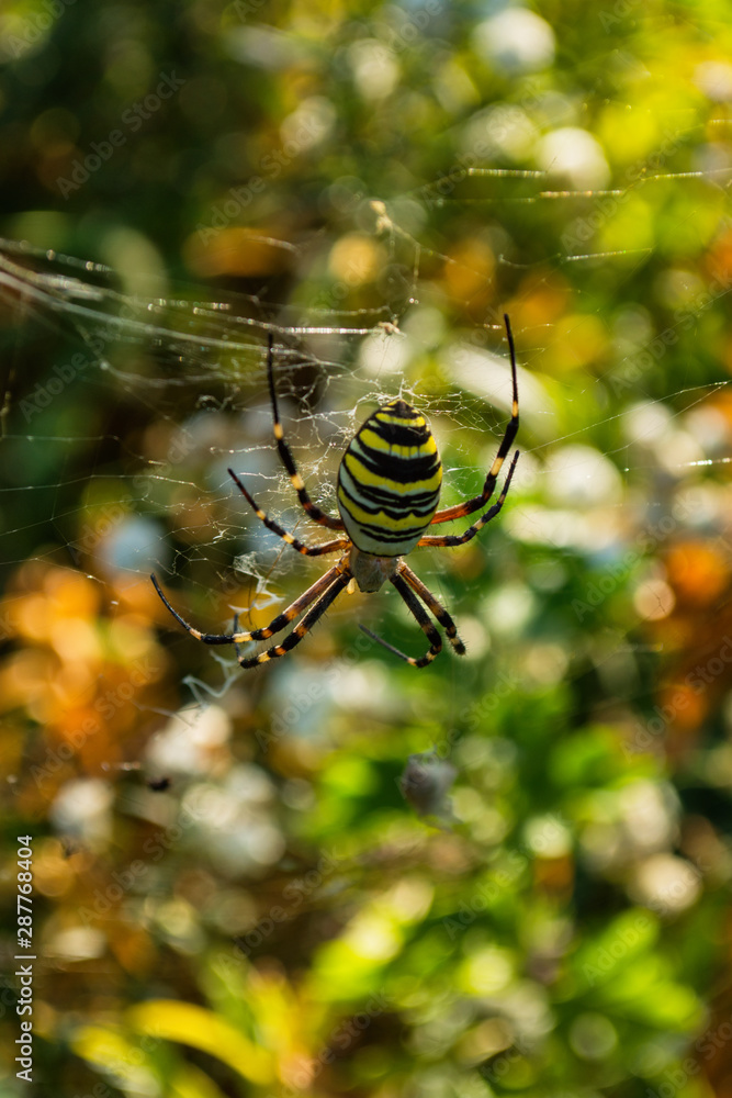 The spider and its web. Spider Argiope bruennichi or Wasp-spider ...