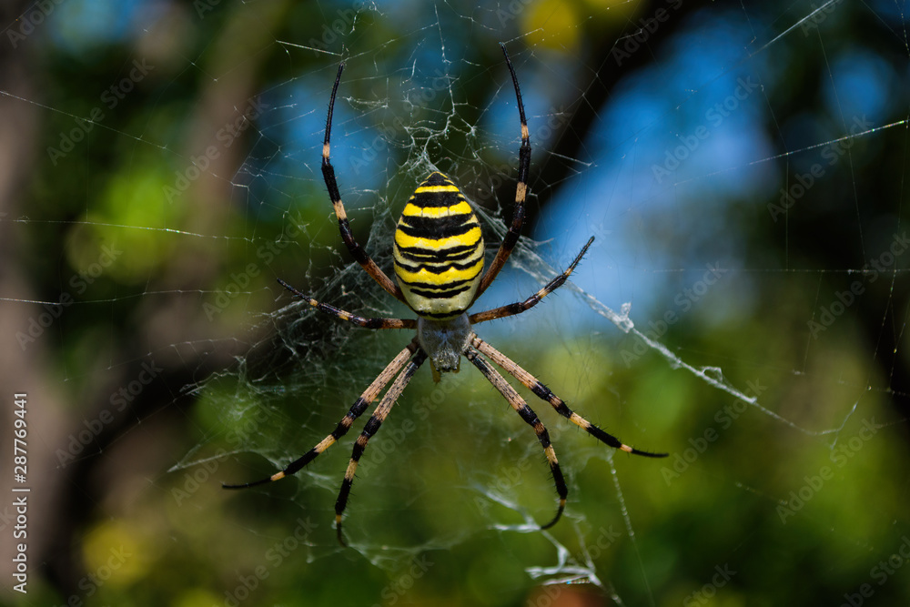 The spider and its web. Spider Argiope bruennichi or Wasp-spider ...