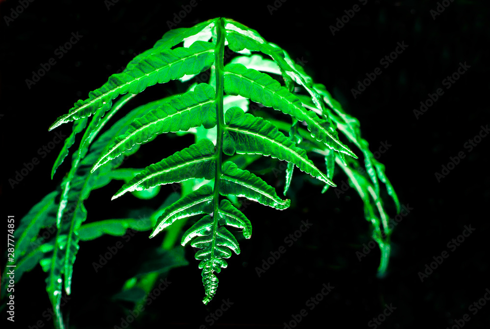 Paco Fern, Small Vegetable fern, Vegetable fern,Green leaf on black ...