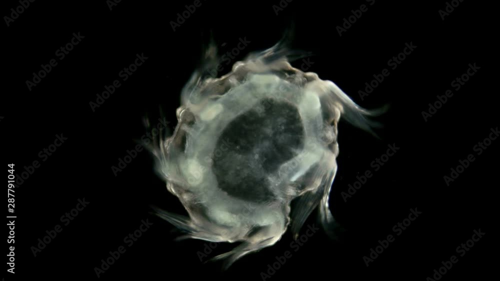 Zooplankton and plankton of the Black Sea. The larva of the ctenophore ...