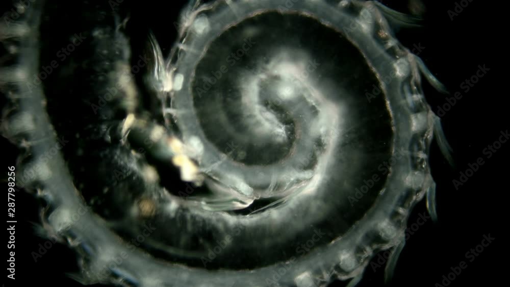Zooplankton and plankton of the Black Sea. The larva of the ctenophore ...