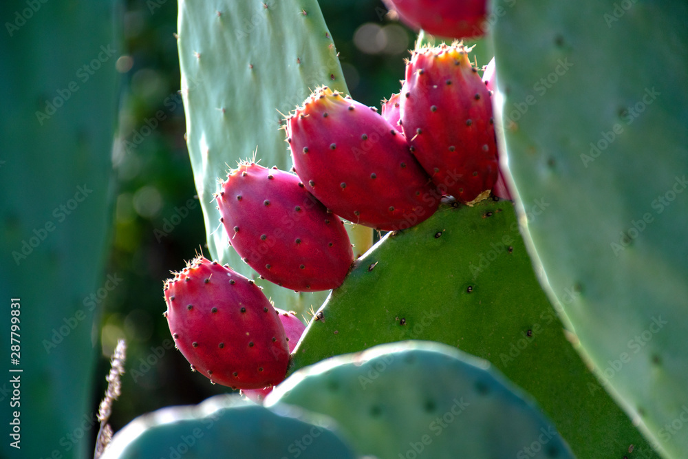 Red Cactus Fruit
