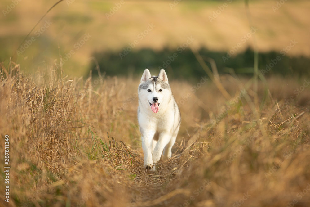 funny dog breed Siberian husky running on the rye field background ...