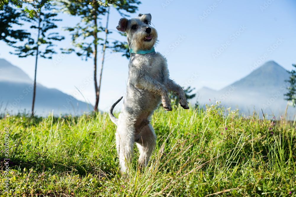 Dog Standing From Behind