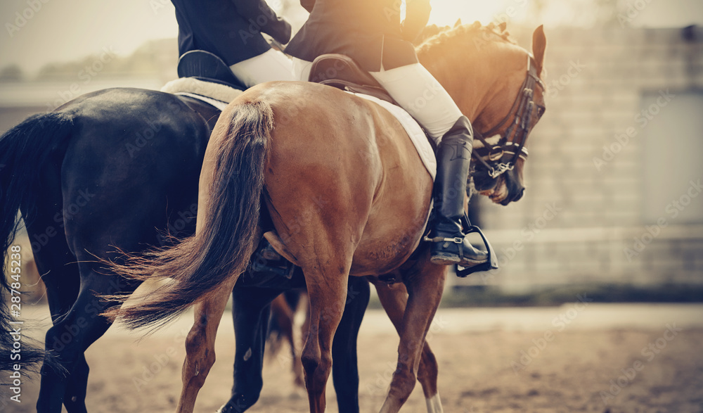 Equestrian sport. Portrait sports brown stallion in the double bridle ...