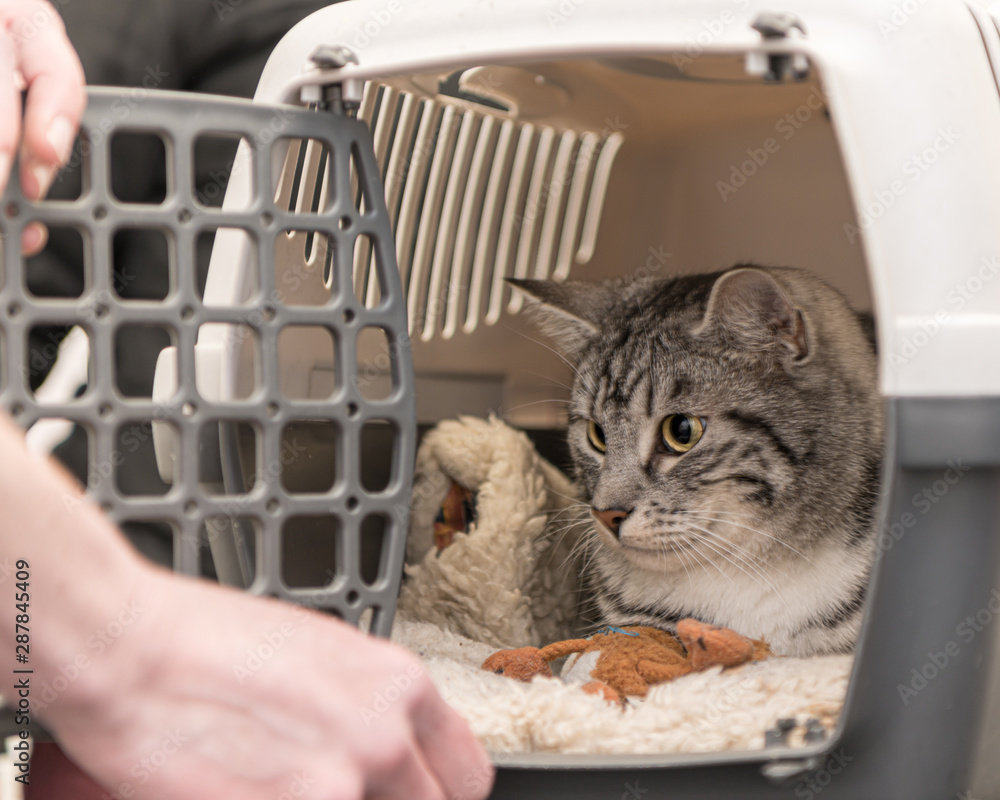 Cute cat in a transport box for safe transport. Stock Photo | Adobe Stock