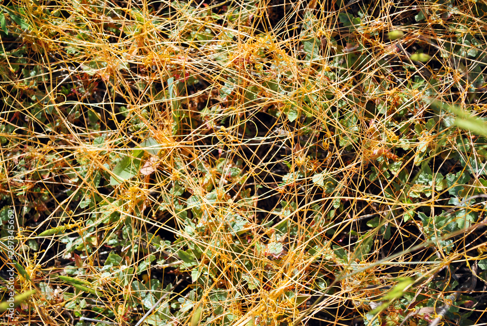 Cuscuta europaea (greater dodder, European dodder) on green grass ...
