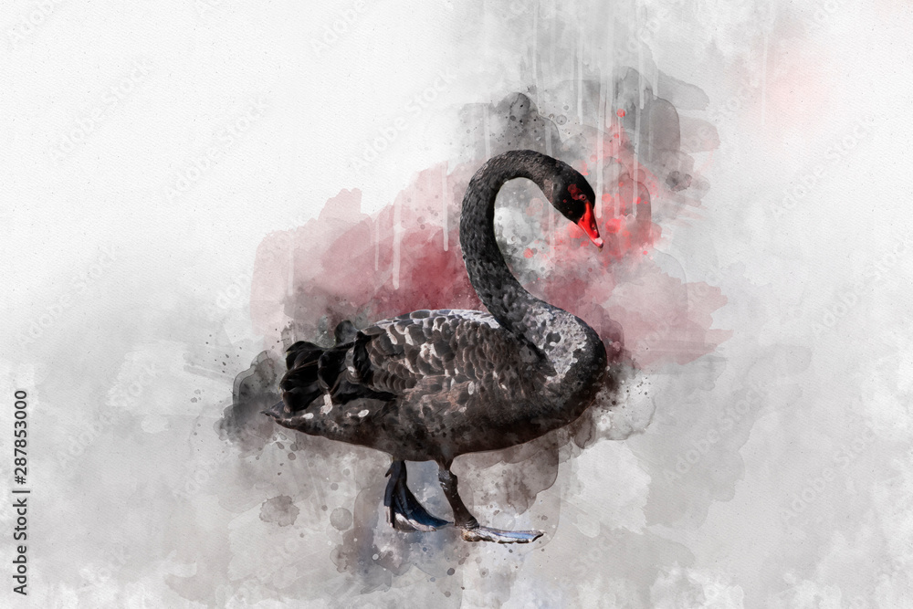 Black Swan Illustration