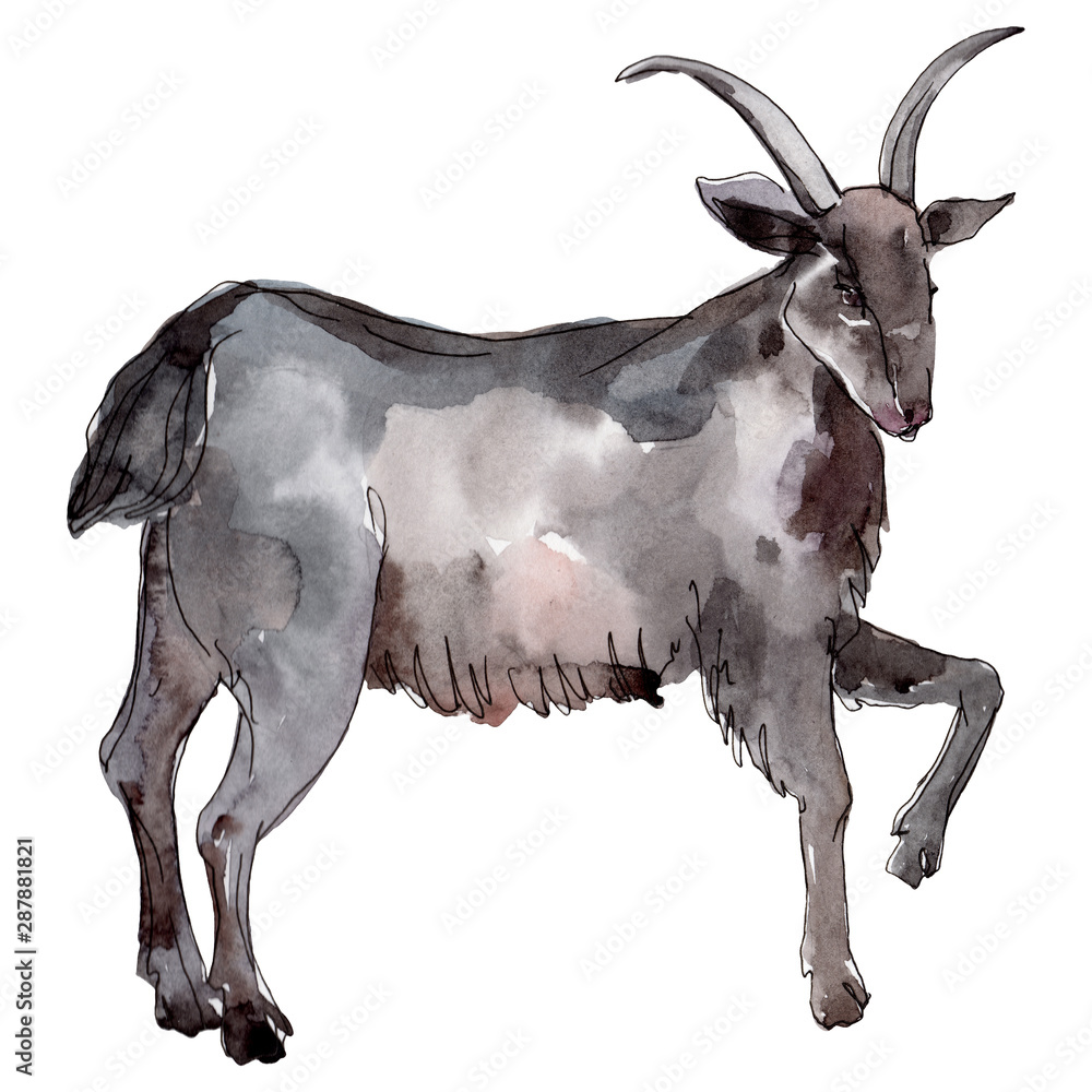 Goat farm animal isolated. Watercolor background illustration set ...