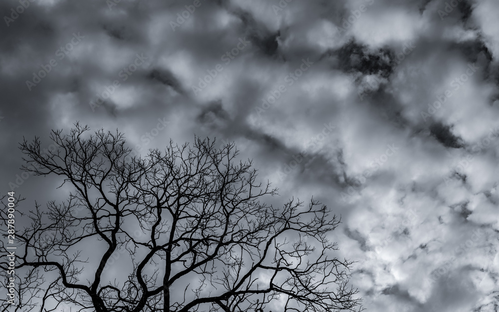 Silhouette dead tree and branch on grey sky background. Black branches ...