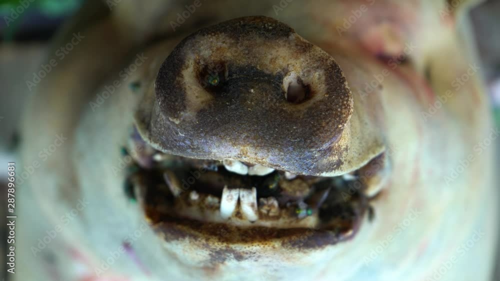 Green flies crawl in the mouth of a dead pig. Corpse, carcass of a pig ...