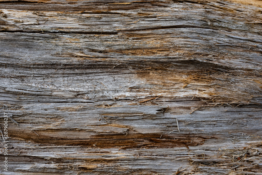 Timber of an old pine lying under the sun and snow for several years ...