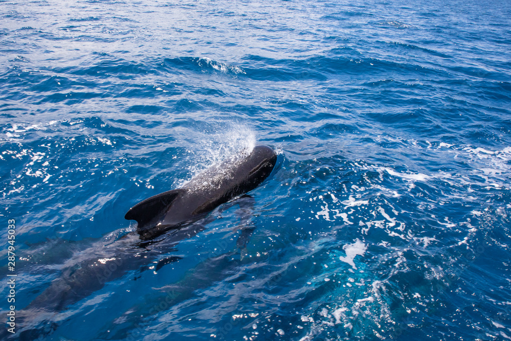 black pilot whale, blackfish or cetaceans in the family Globicephala ...