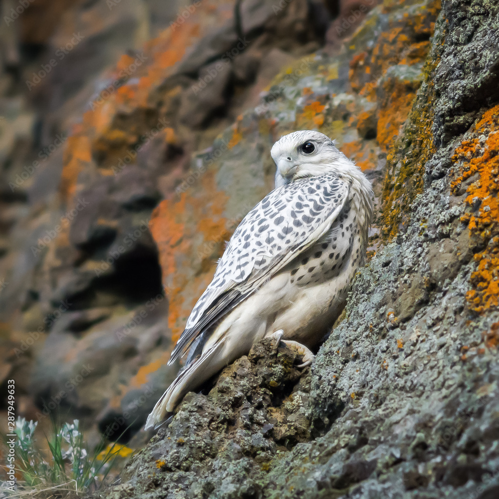 White Falcon Bird